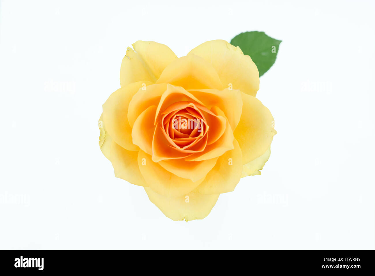 Top view of yellow rose with white background Stock Photo - Alamy