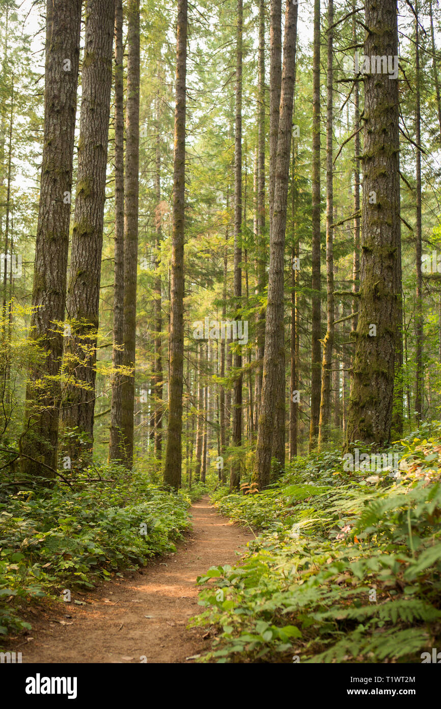 Beautiful and peaceful forest in the summer Stock Photo - Alamy