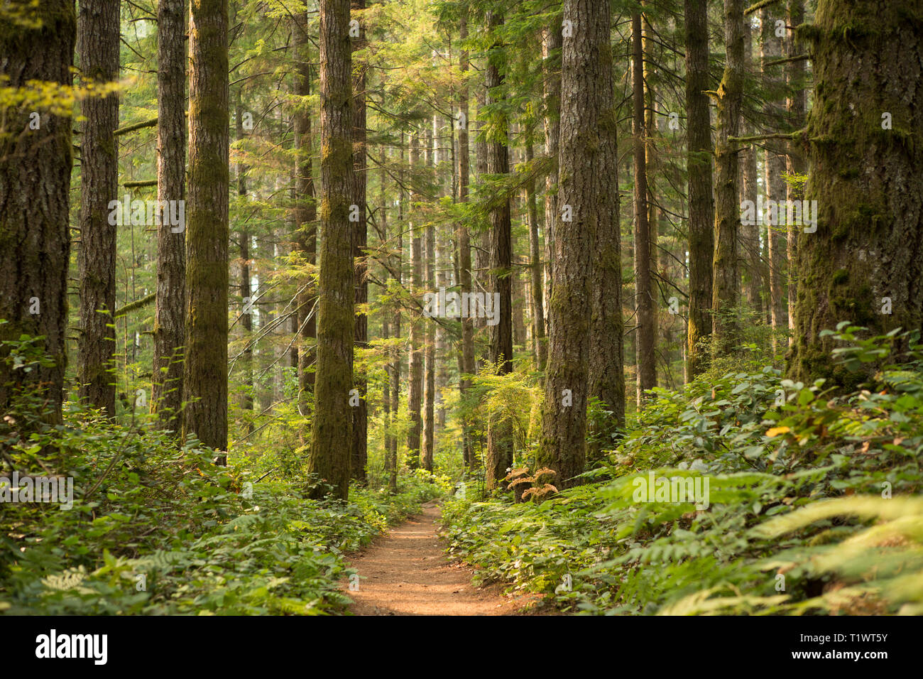 Beautiful and peaceful forest in the summer Stock Photo - Alamy