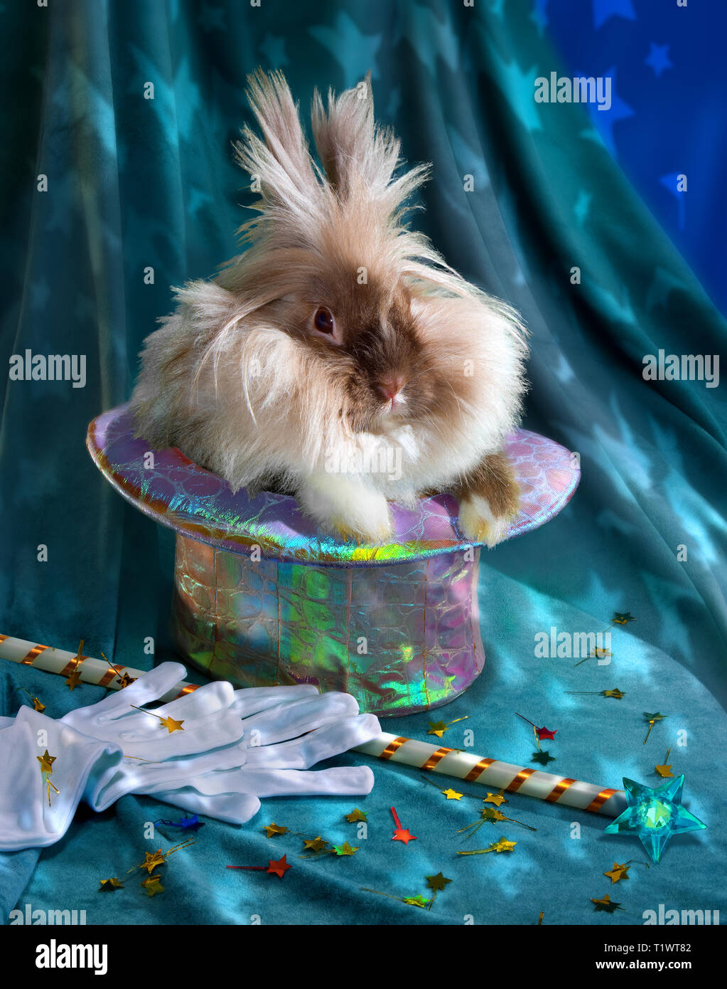 Dwarfish rabbits hi-res stock photography and images - Alamy