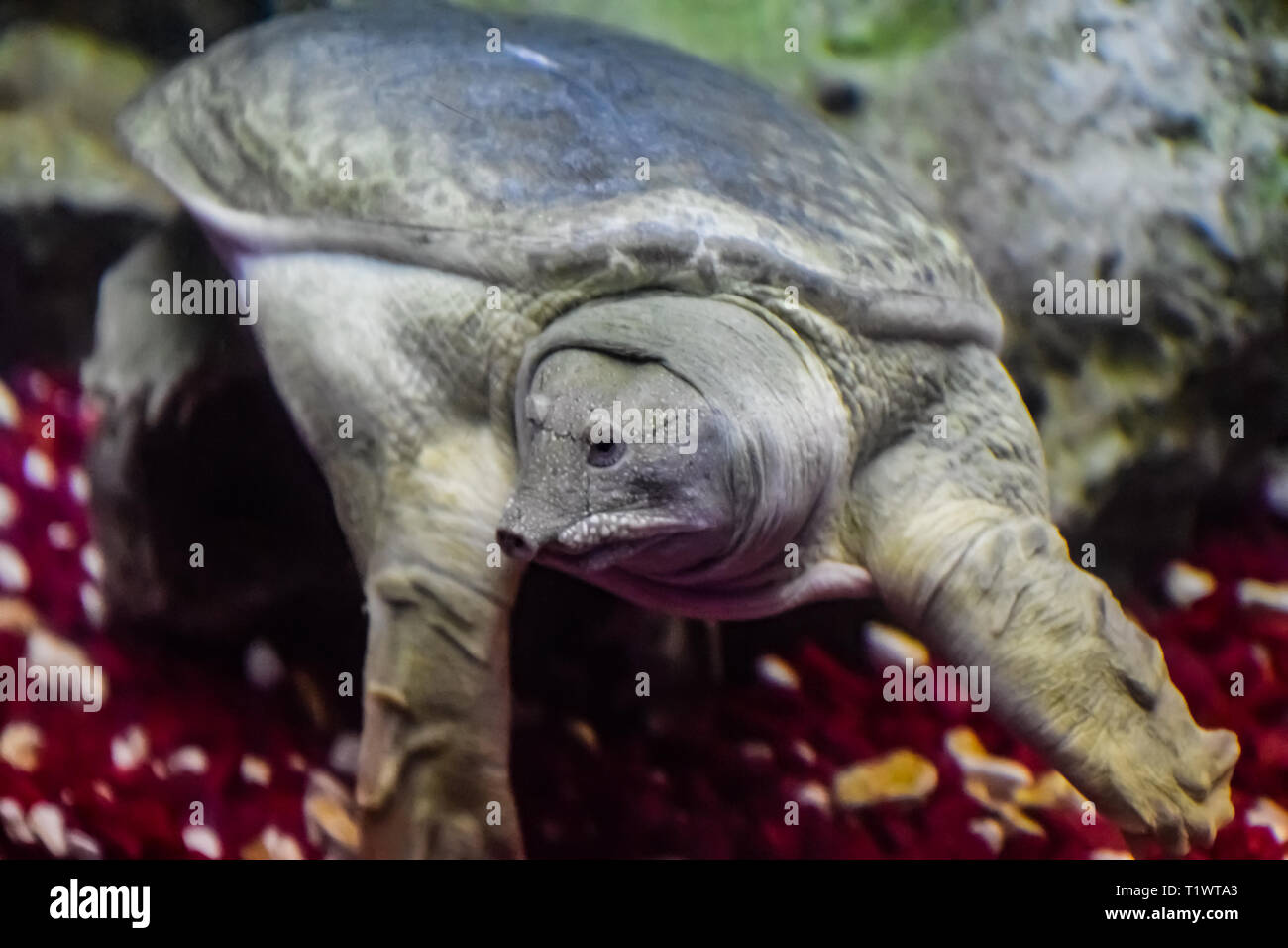 a Chinese softshell turtle a Pelodiscus sinensis Stock Photo - Alamy