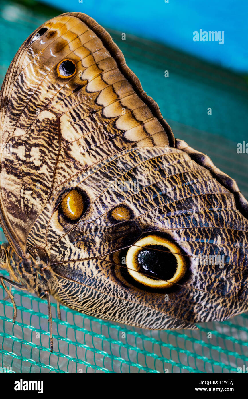 Costa rican blue butterfly hi-res stock photography and images - Alamy