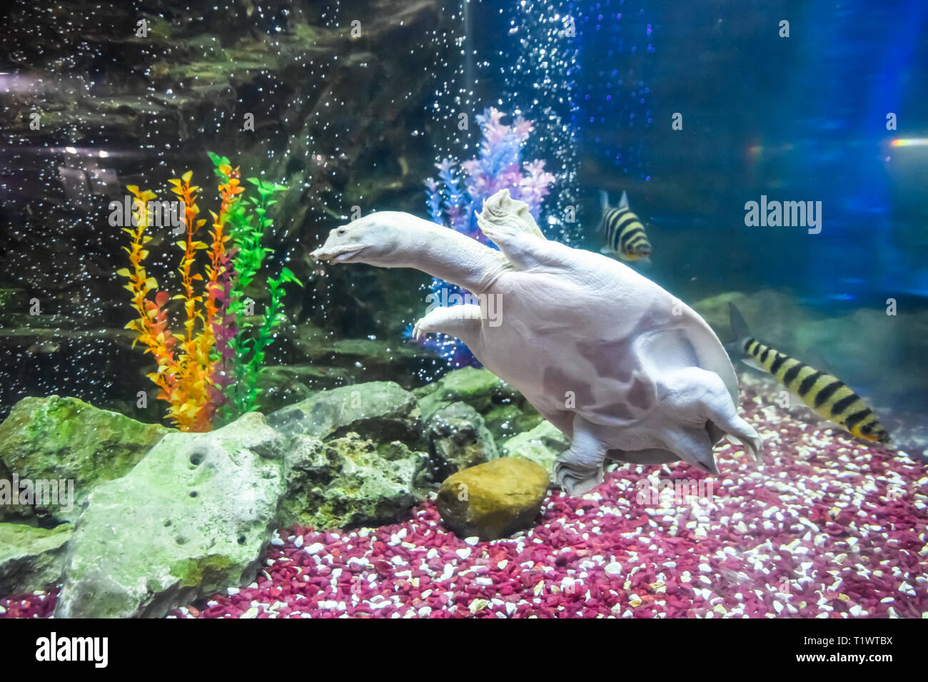 a Chinese softshell turtle a Pelodiscus sinensis Stock Photo - Alamy