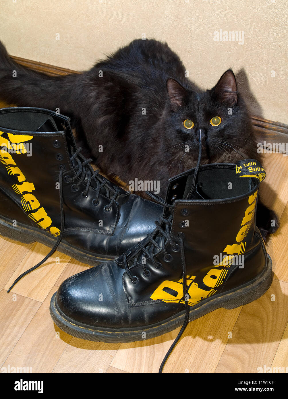 The black cat looks at a lace of a black boot. vertical format Stock ...