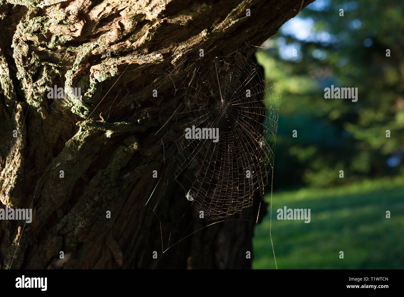 Cobweb pattern hi-res stock photography and images - Alamy