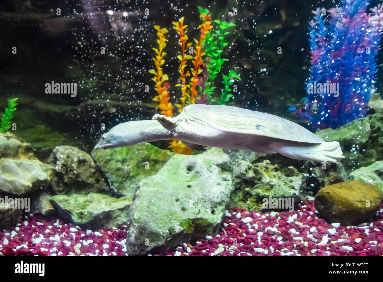 Chinese softshell turtle hi-res stock photography and images - Alamy