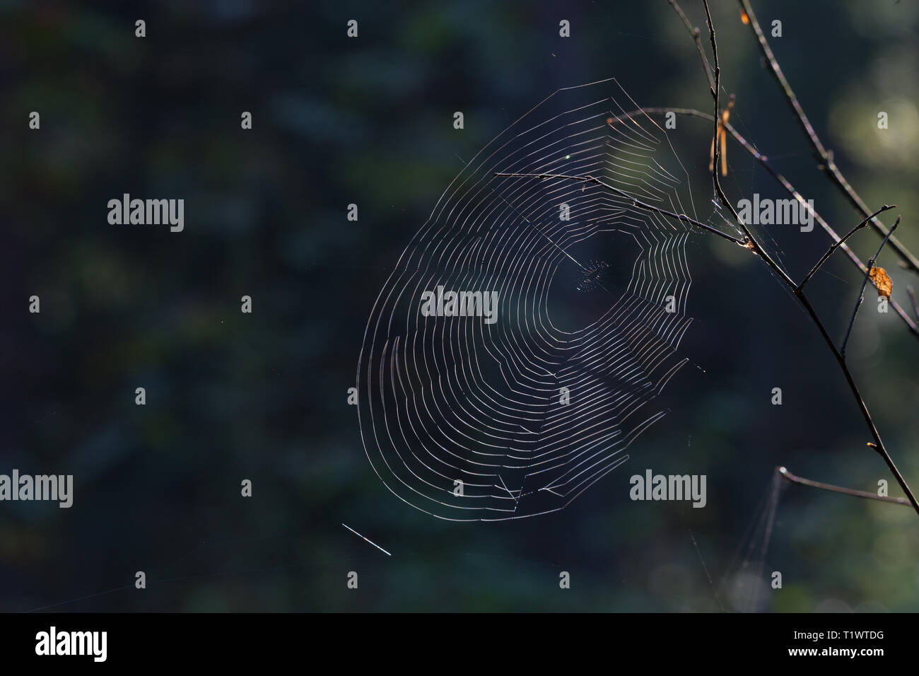 Cobweb pattern hi-res stock photography and images - Alamy