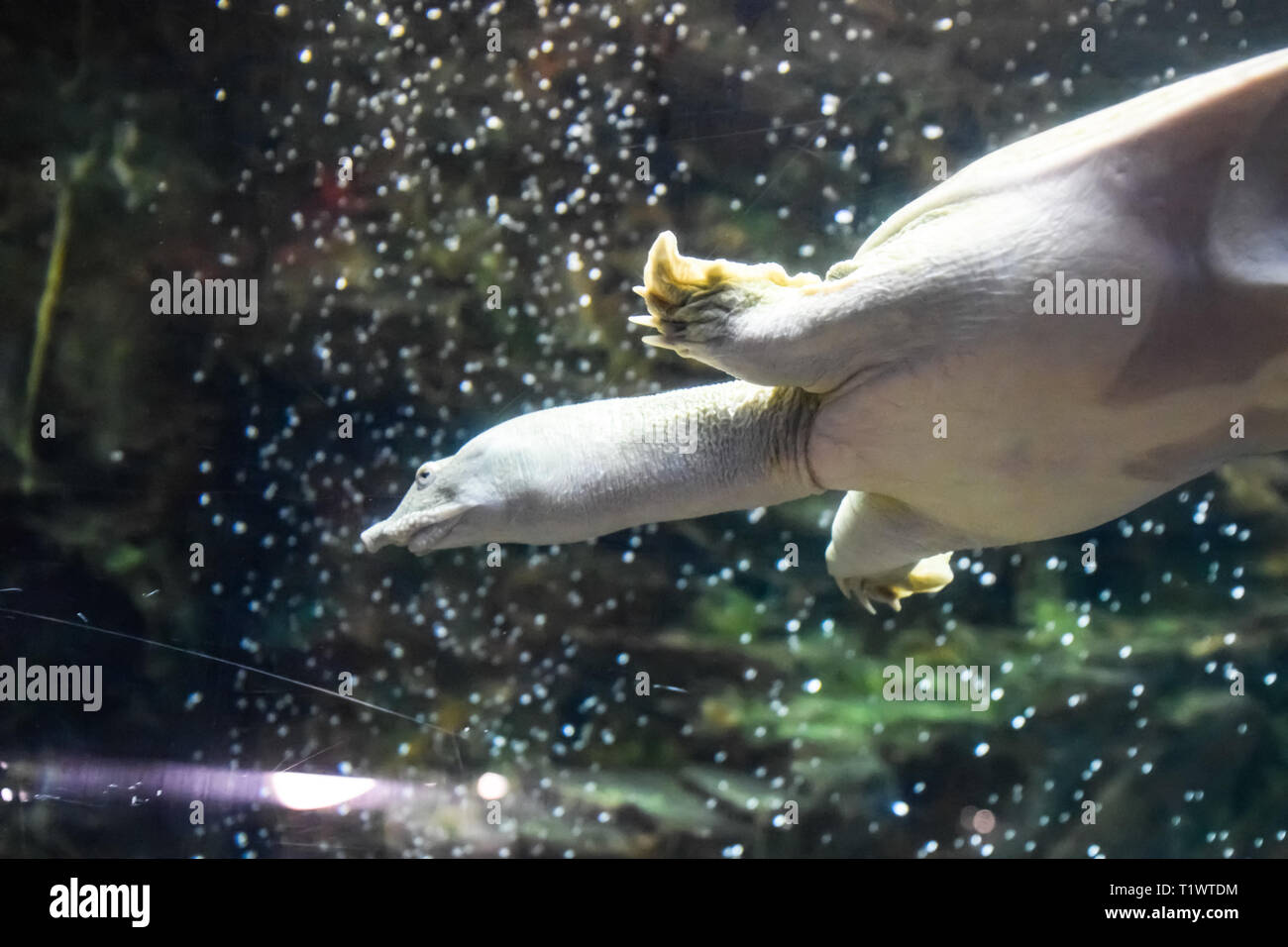 a Chinese softshell turtle a Pelodiscus sinensis Stock Photo - Alamy