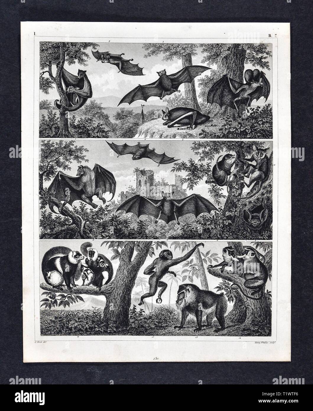 Flying monkeys hi-res stock photography and images - Alamy