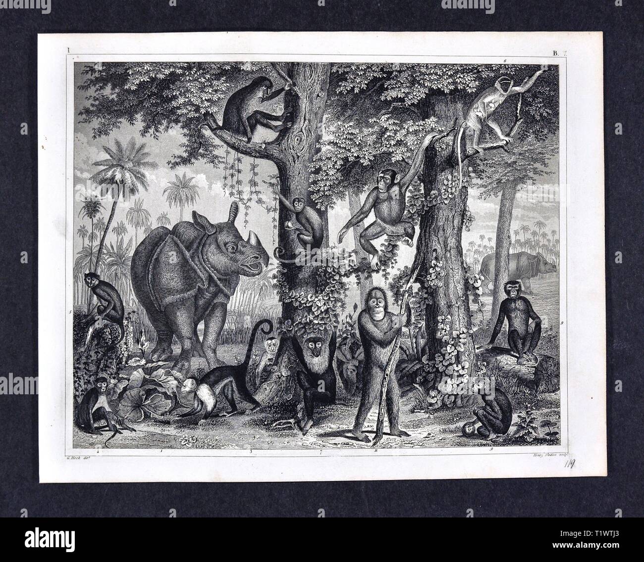 Primate evolution hi-res stock photography and images - Alamy