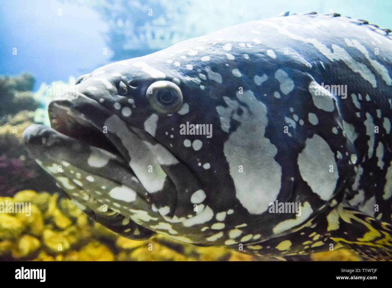 Giant grouper diver hi-res stock photography and images - Alamy