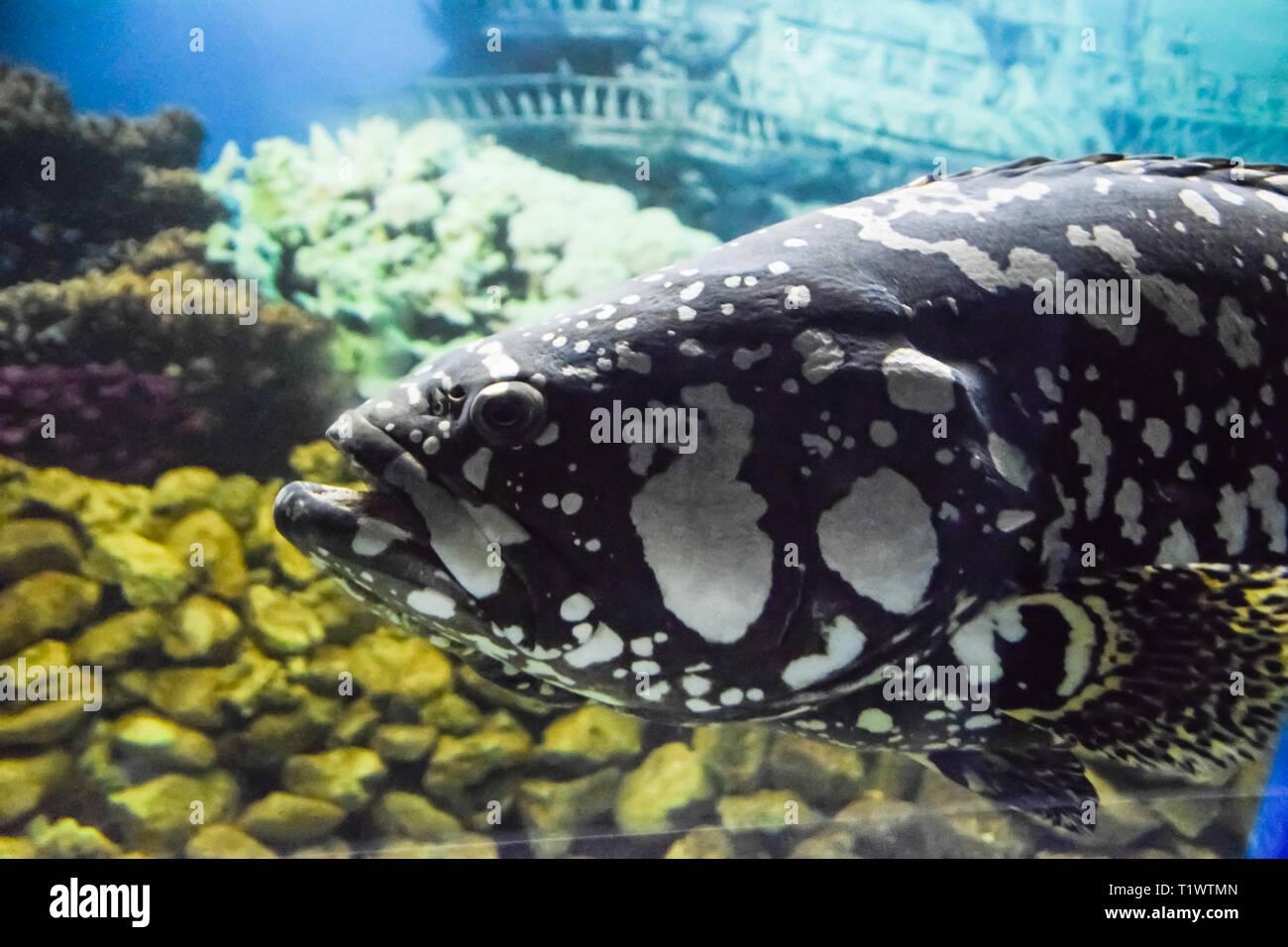 a Giant grouper Humpback grouperpanther grouper Humpback grouper Stock ...