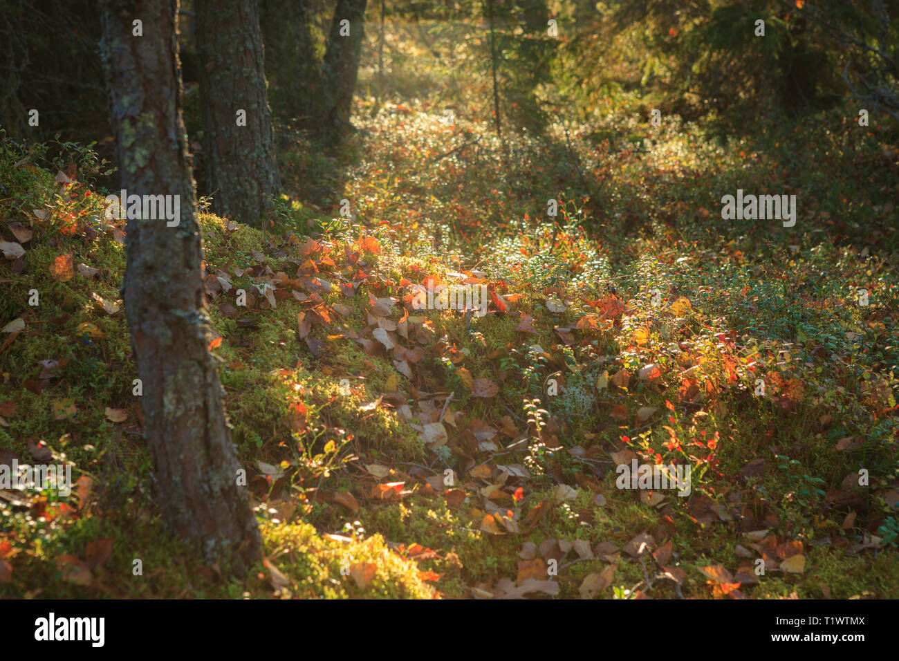 Lush autumn forest hi-res stock photography and images - Alamy