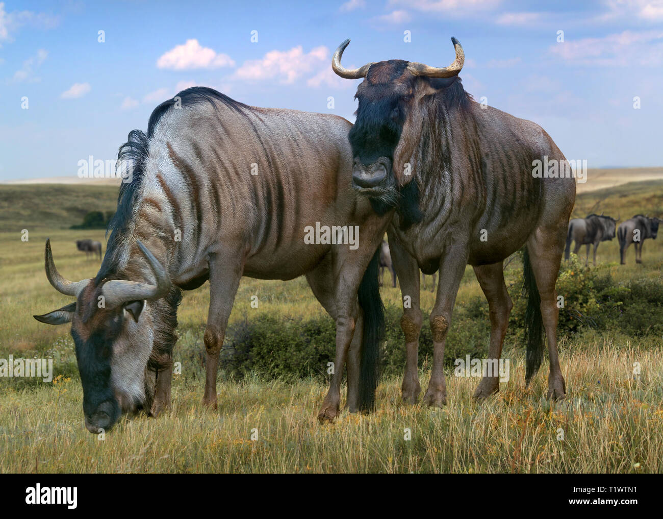 Group of antelopes blue gnus (Connochaetes taurinusna) on a pasture in ...