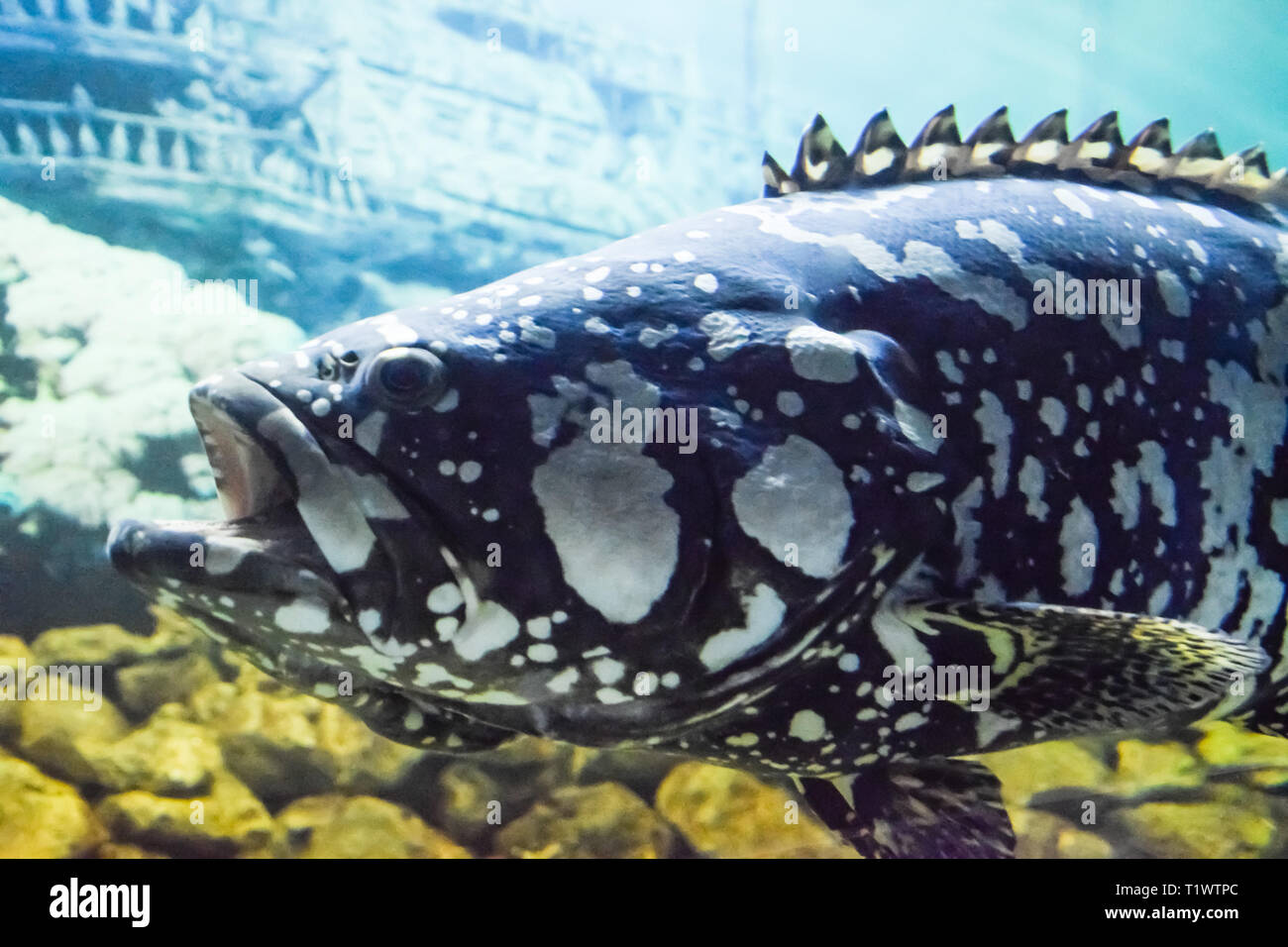 a Giant grouper Humpback grouperpanther grouper Humpback grouper Stock ...