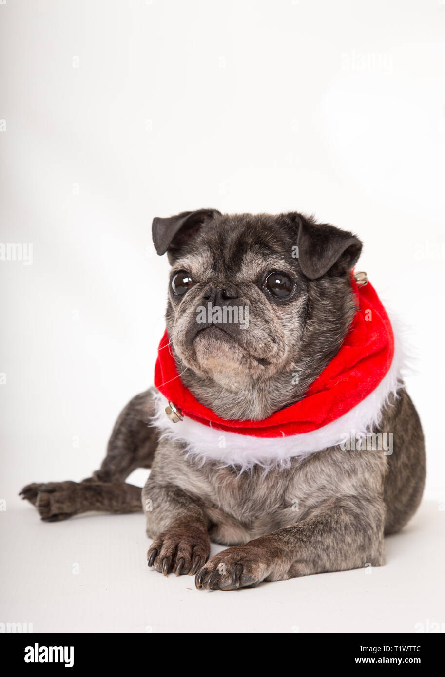 Old pug hi-res stock photography and images - Alamy