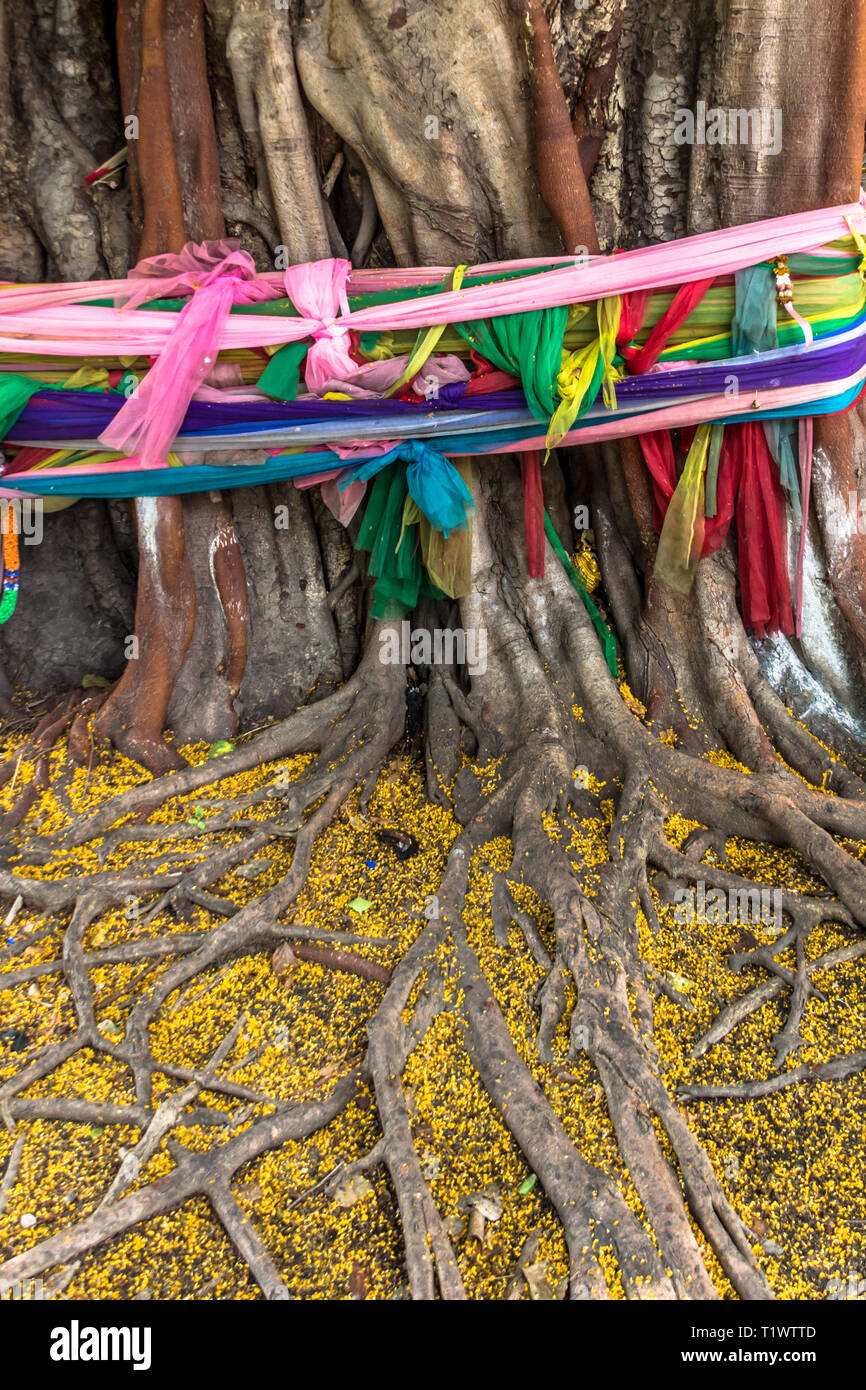 Tree with ribbon in the buddhist temple garden in Bangkok, Thailand ...