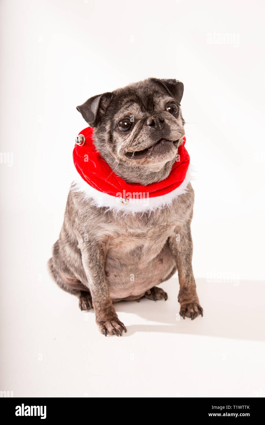 Old pug hi-res stock photography and images - Alamy