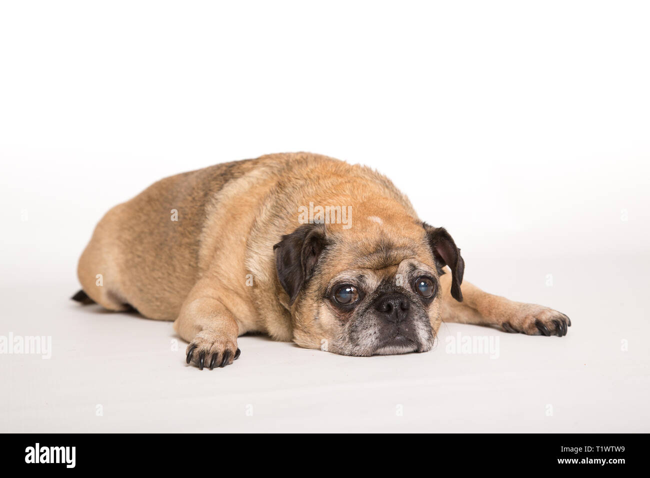 Old pug dog lying down in studio on white background Stock Photo - Alamy