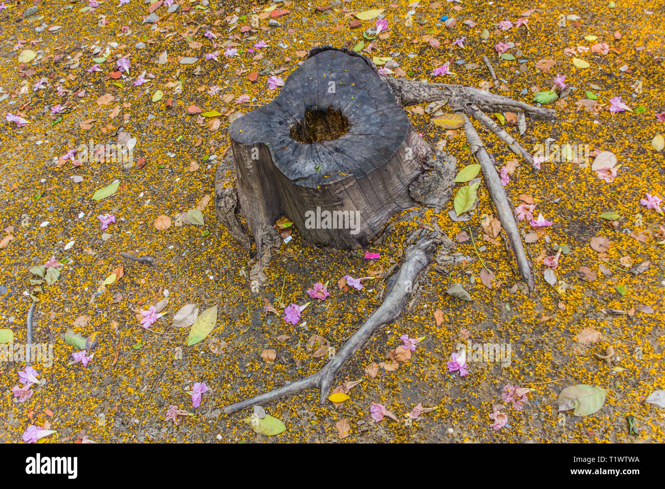 Tree trunk in the buddhist temple garden in Bangkok, Thailand Stock ...