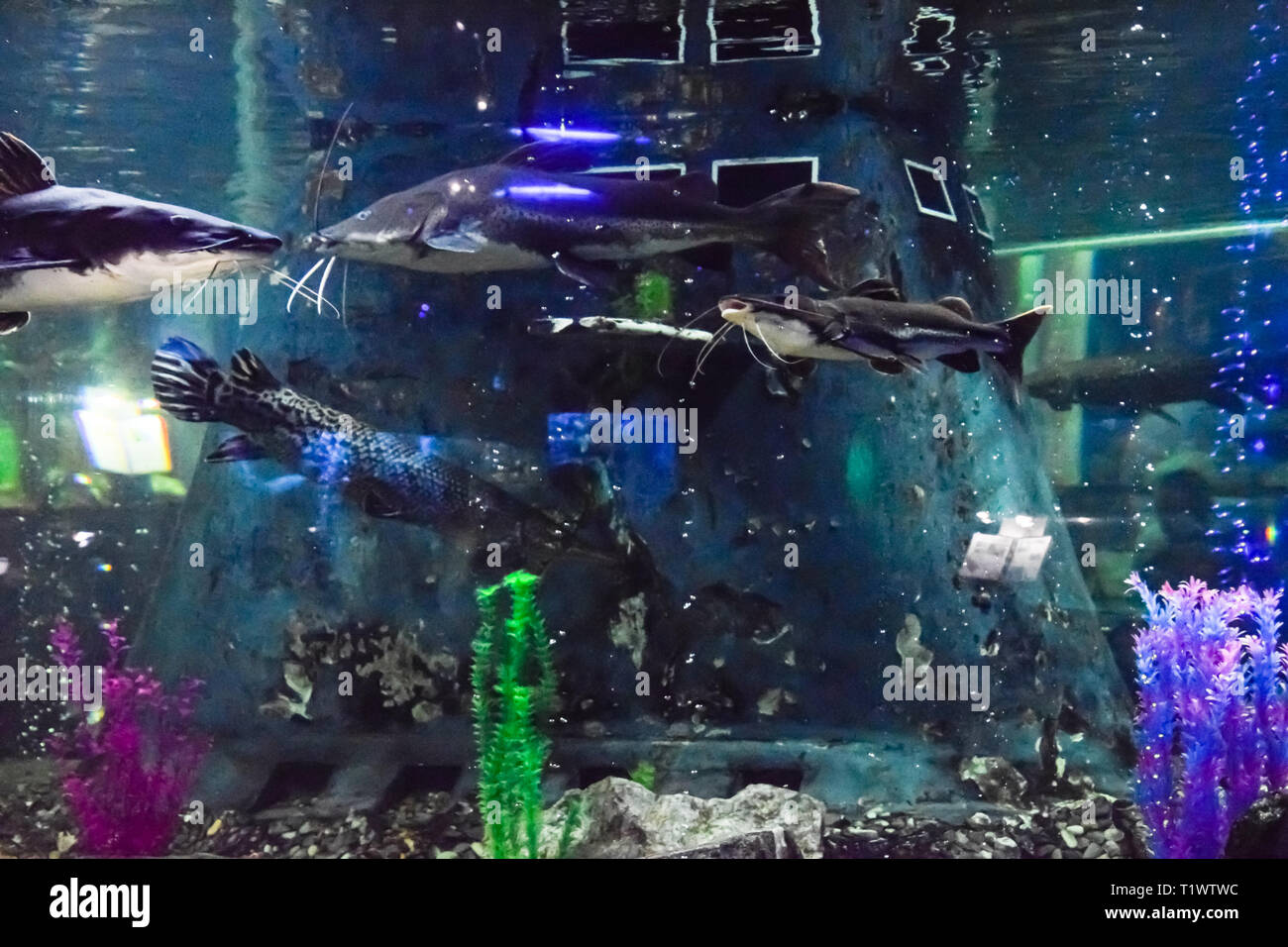 Clariidaey Clariidae, the airbreathing catfishes. a Siluriformes Stock ...