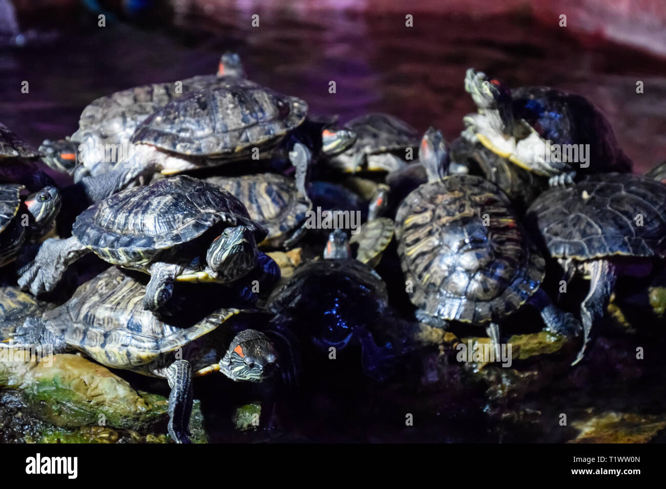 Thailand turtles hi-res stock photography and images - Alamy