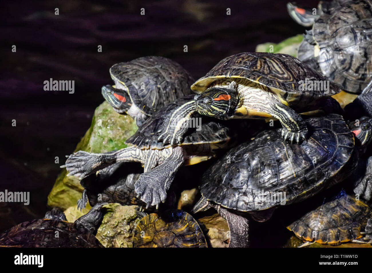 colony of turtles on the stone, reptile turtles Stock Photo - Alamy