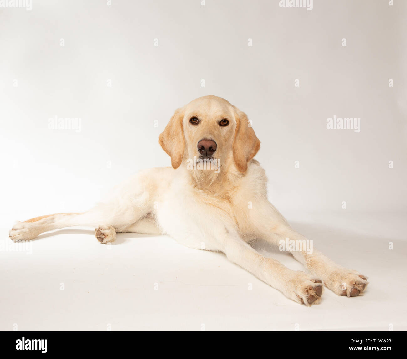 Yellow labrador dog with long legs lying on white background in studio ...