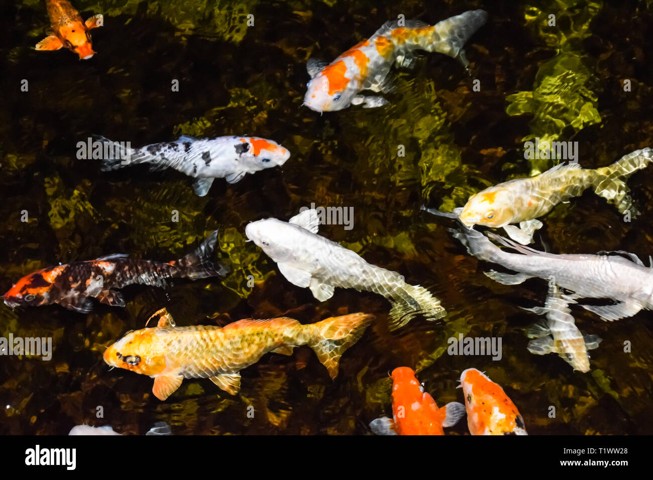 Colorful fancy carp fish, koi fish in the pond, hungry colorful trout ...