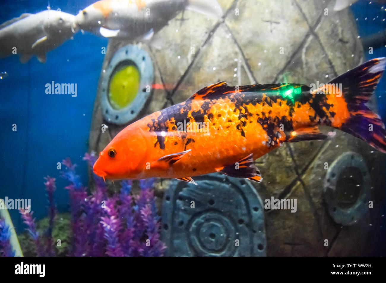 Colorful fancy carp fish, koi fish in the pond, hungry colorful trout ...