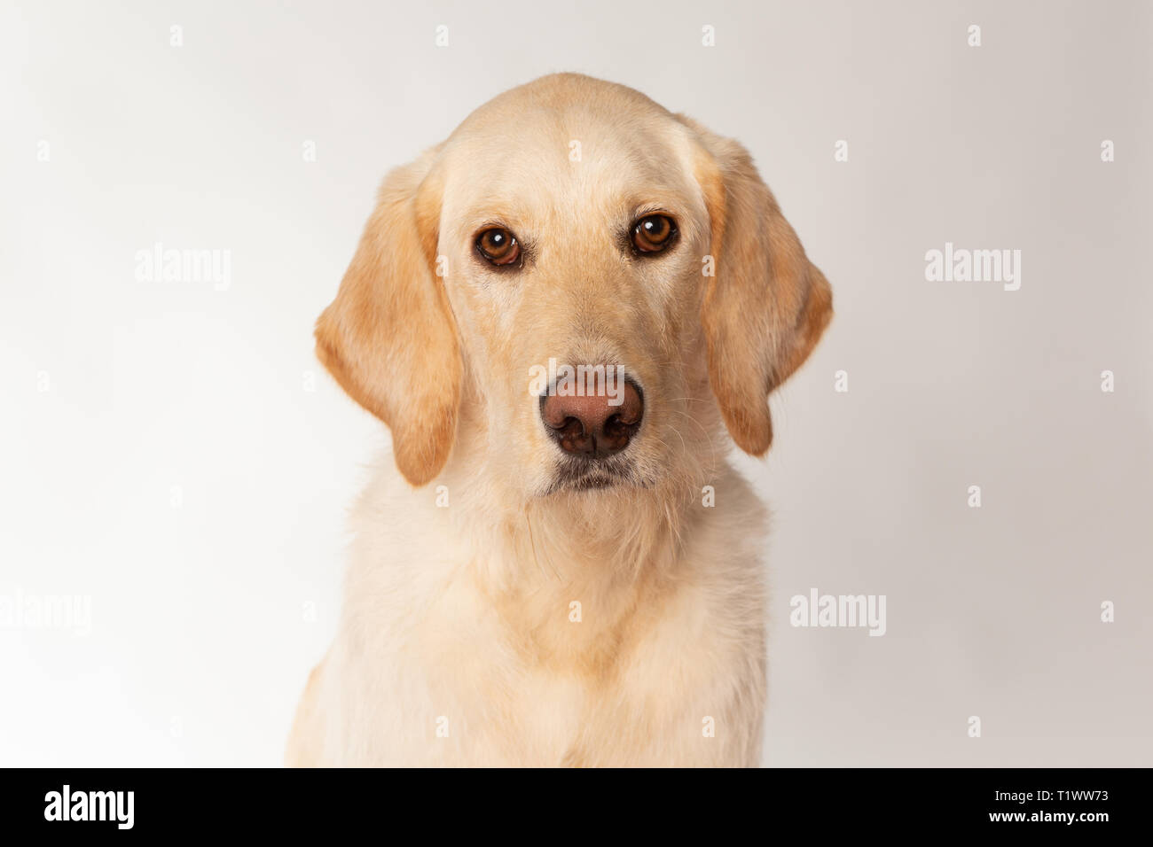 Yellow labrador retriever dog isolated on white background Stock Photo ...