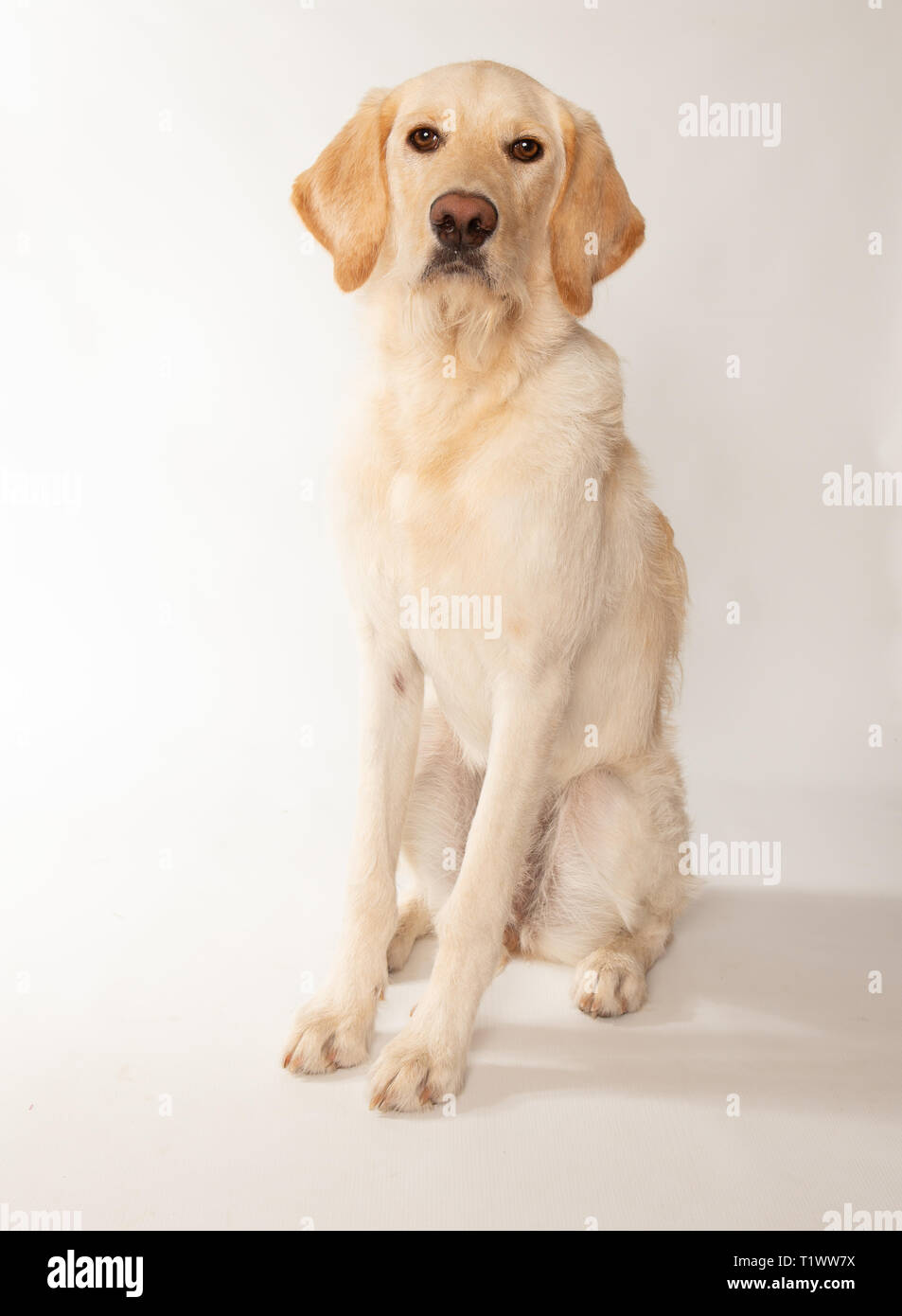 Yellow labrador retriever dog isolated on white background Stock Photo ...