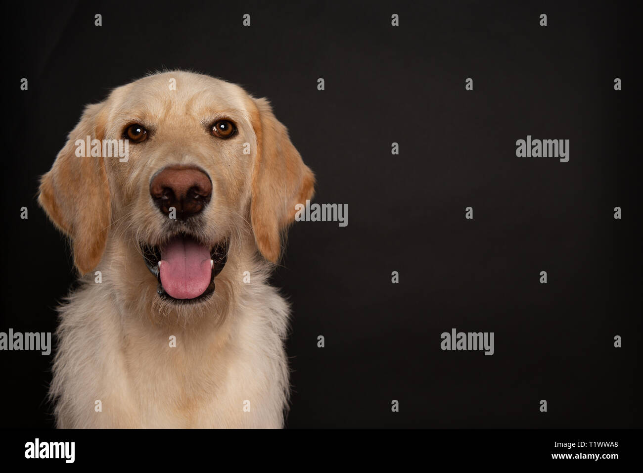 Happy yellow labrador retriever dog in studio isolated on dark ...