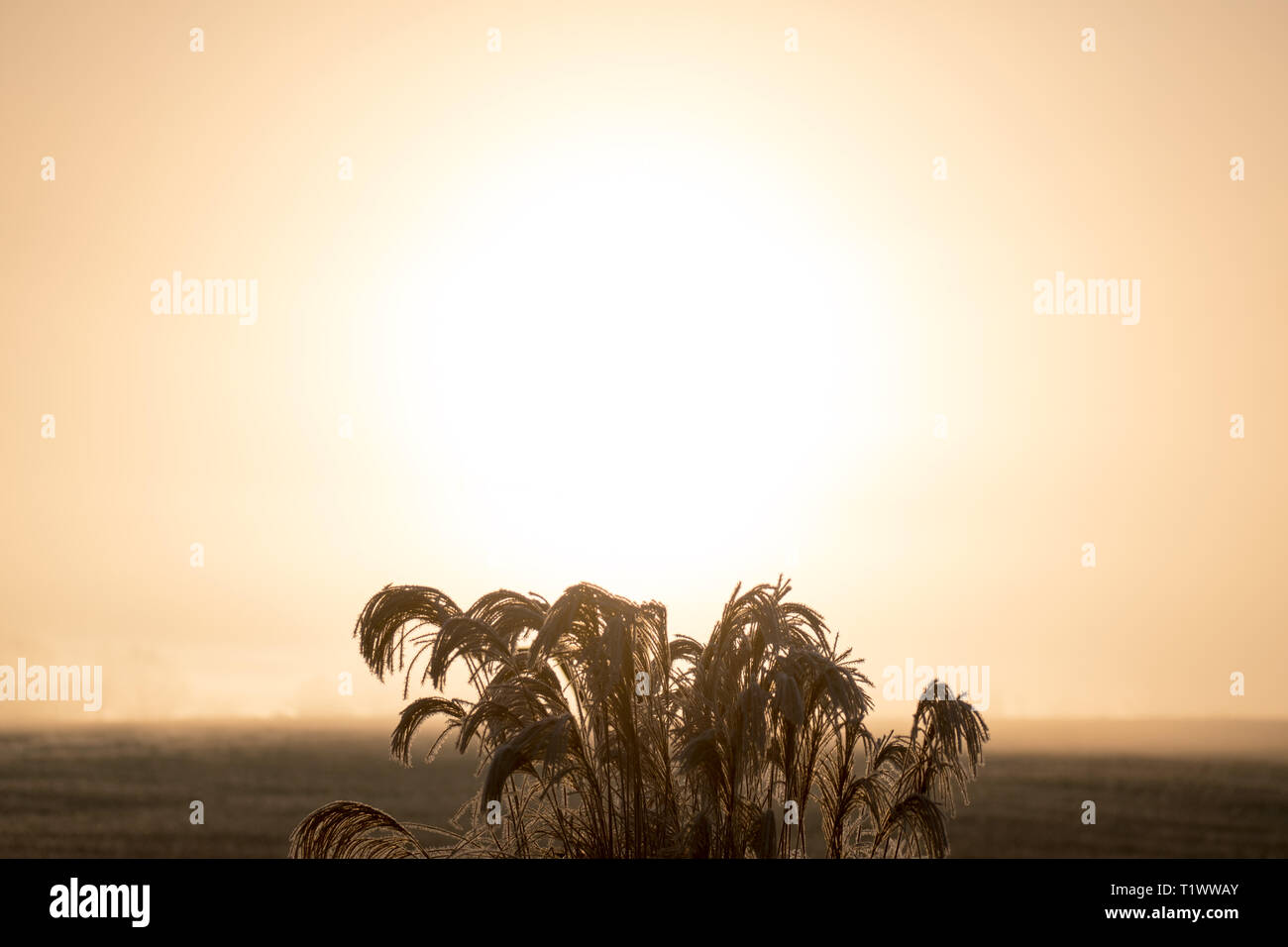 Stubble field at morning mist hi-res stock photography and images - Alamy