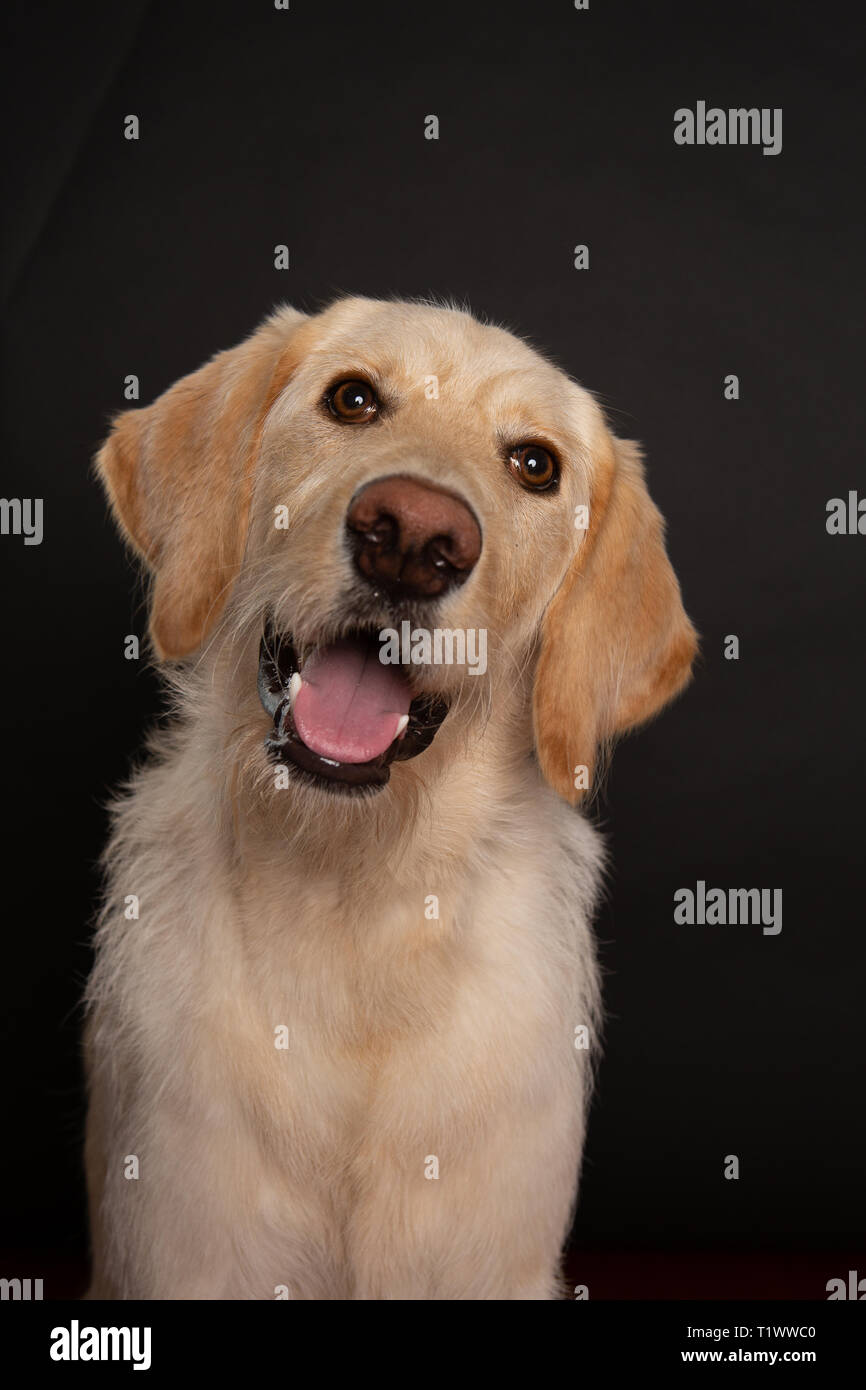 Dark yellow labrador retriever hi-res stock photography and images - Alamy