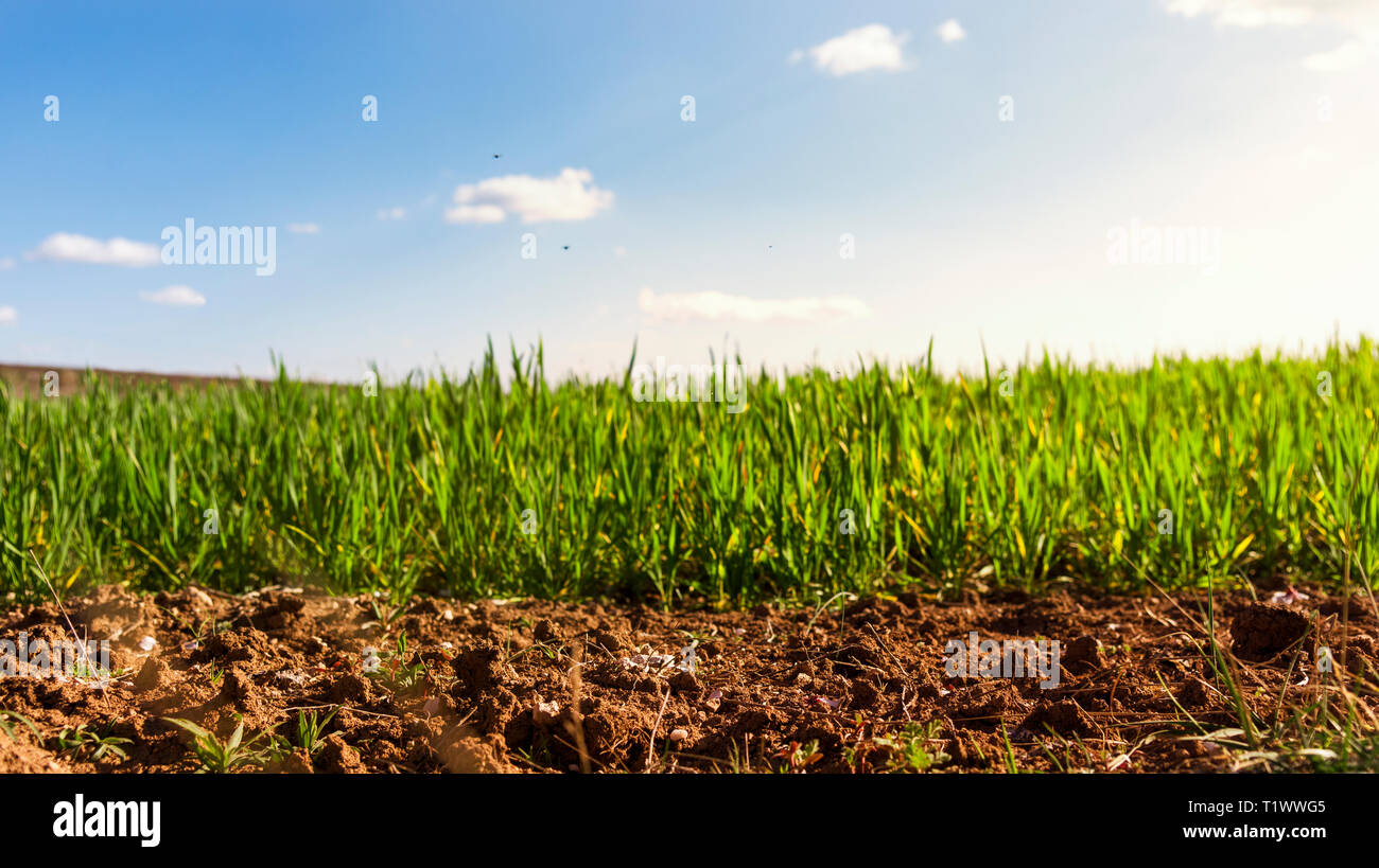 Grass field with soil on foreground Stock Photo - Alamy