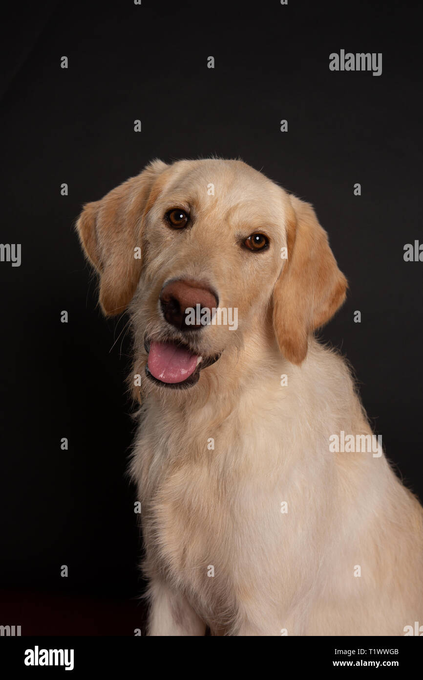 Happy yellow labrador retriever dog in studio isolated on dark ...