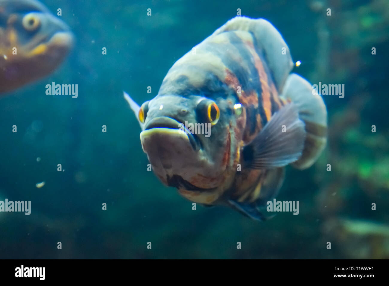 Fish in the aquarium of the aquarium Stock Photo - Alamy