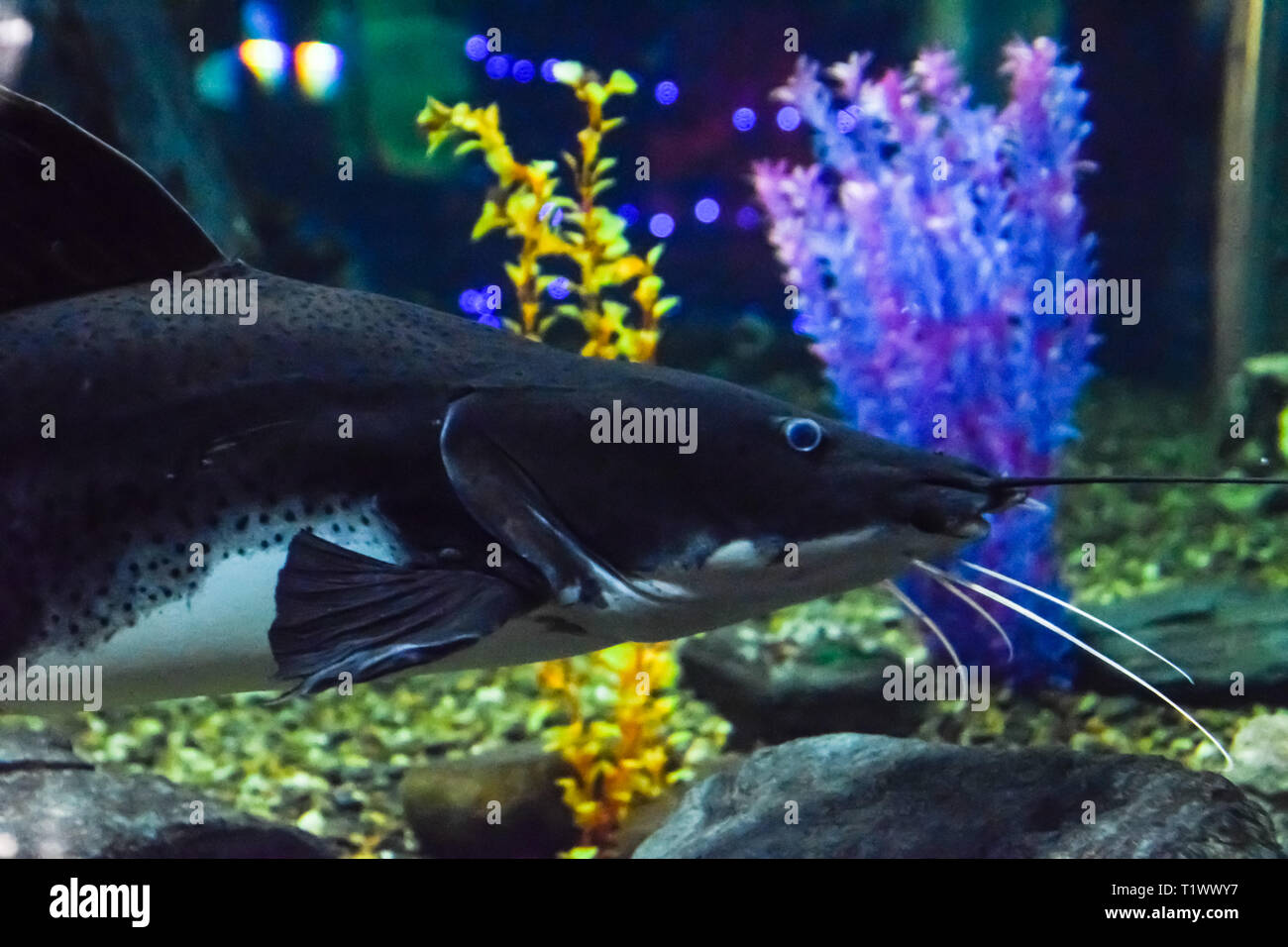 Fish in the aquarium of the aquarium Stock Photo - Alamy