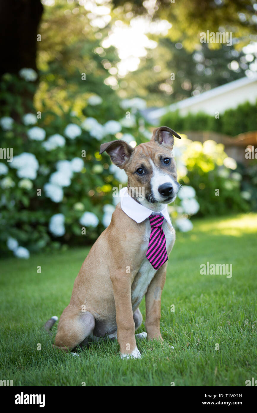Small mixed breed dog wearing pink tie in backyard Stock Photo - Alamy