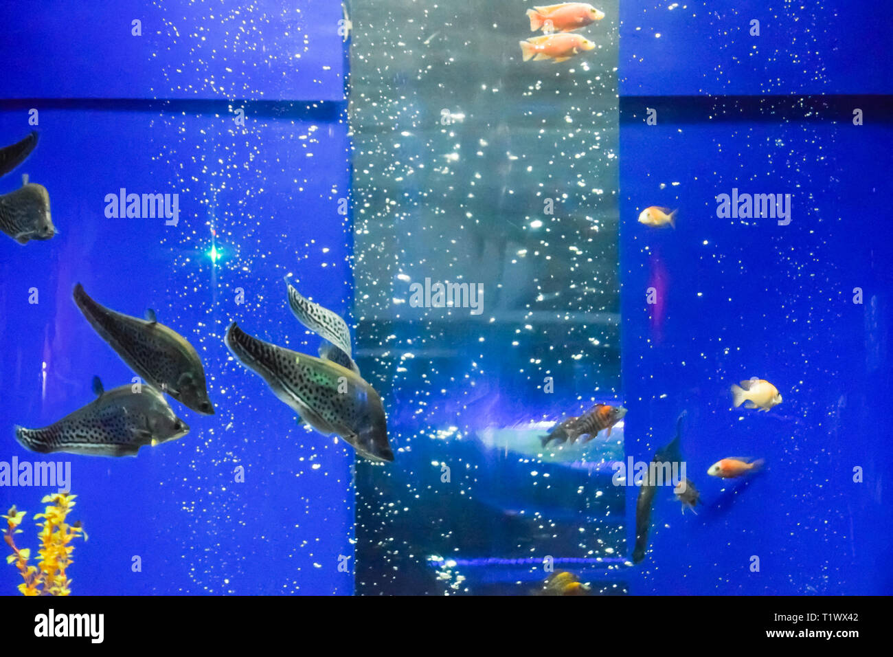 Fish in the aquarium of the aquarium Stock Photo - Alamy