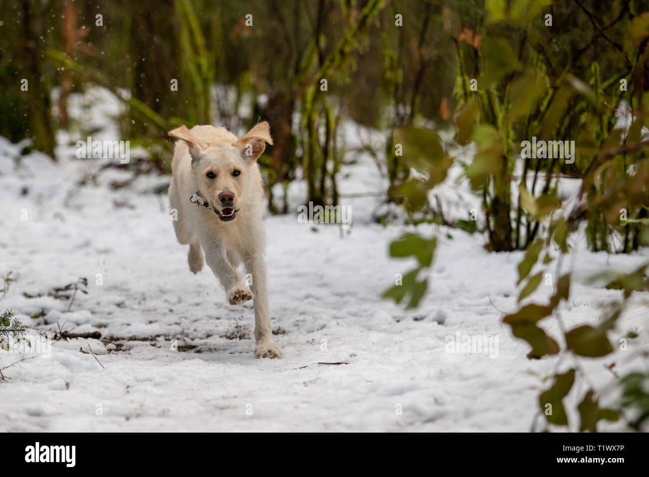 Labrador retriever dog running in hi-res stock photography and images ...