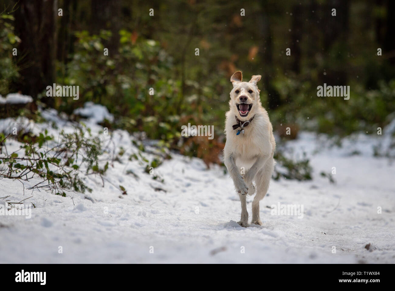 Labrador snow woods hi-res stock photography and images - Alamy