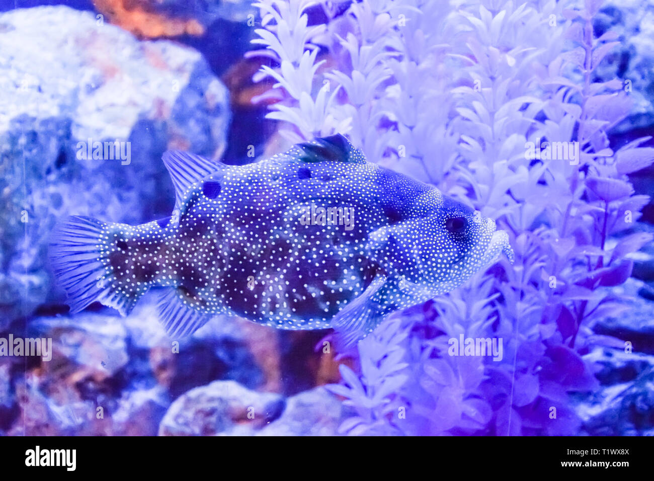 Fish in the aquarium of the aquarium Stock Photo - Alamy