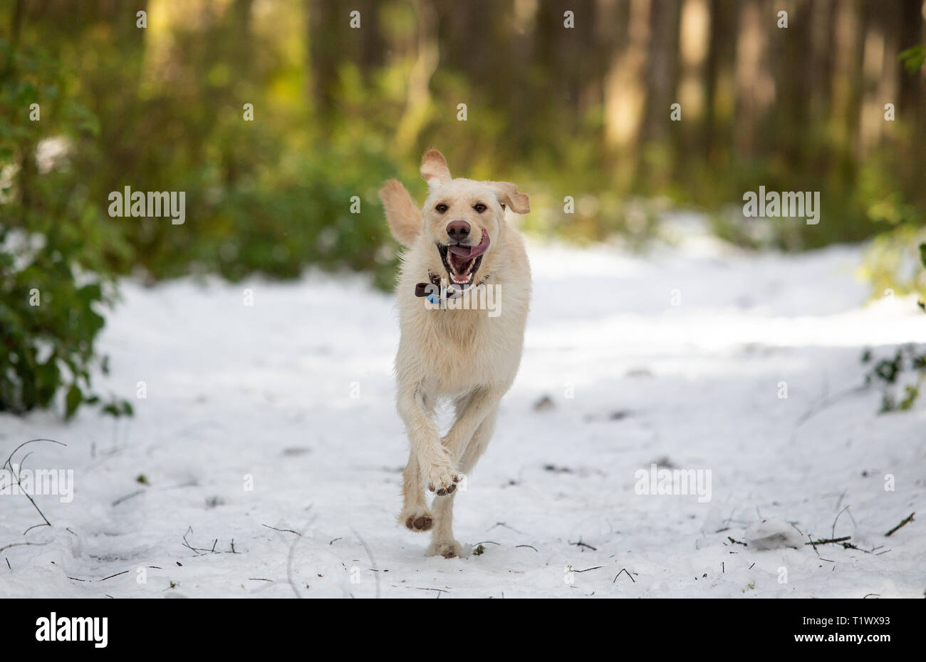 Labrador snow woods hi-res stock photography and images - Alamy