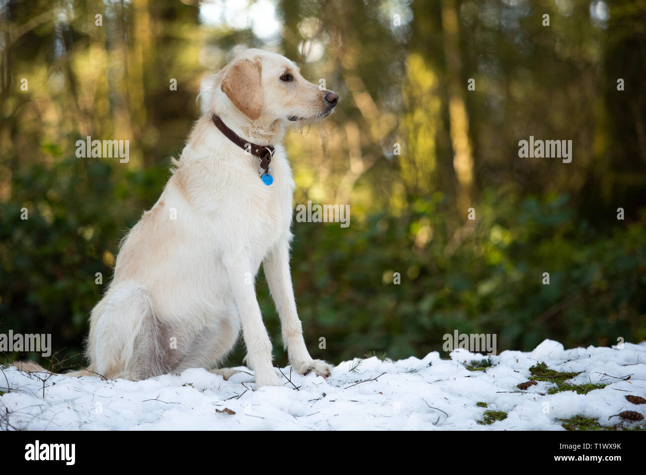 Yellow Lab Sitting Profile