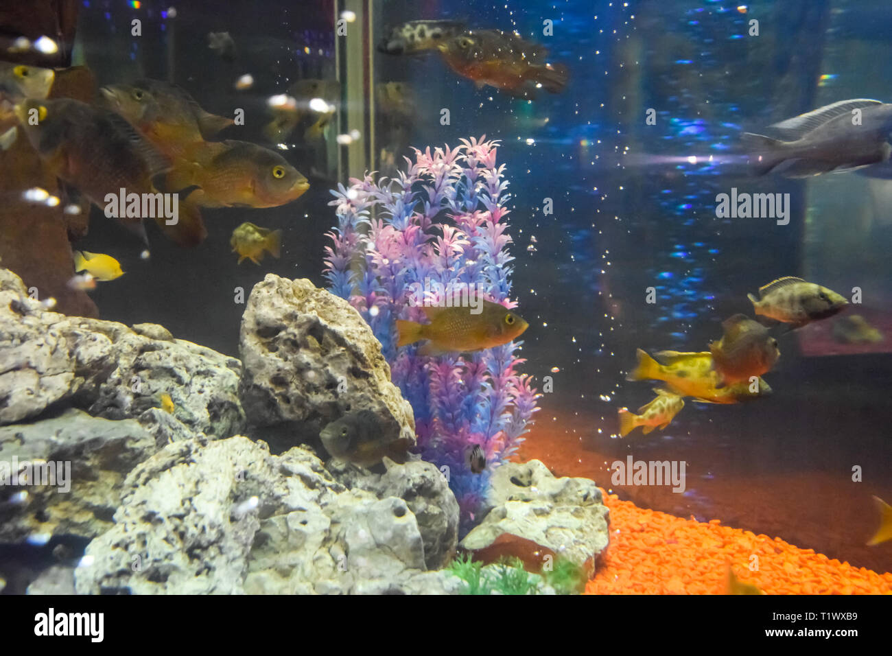 Fish in the aquarium of the aquarium Stock Photo - Alamy