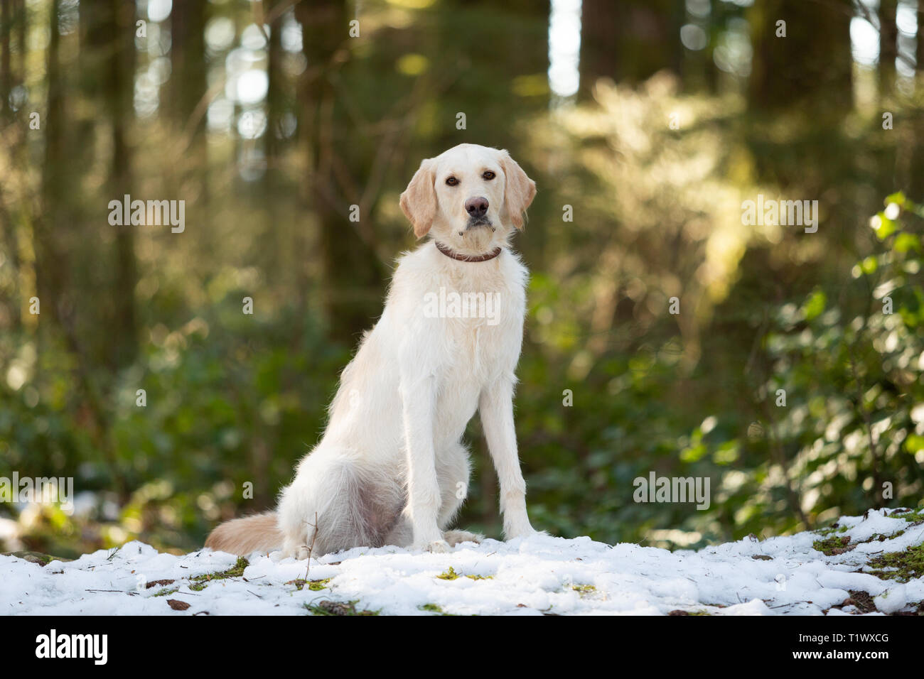 Young yellow labrador retriever hi-res stock photography and images - Alamy