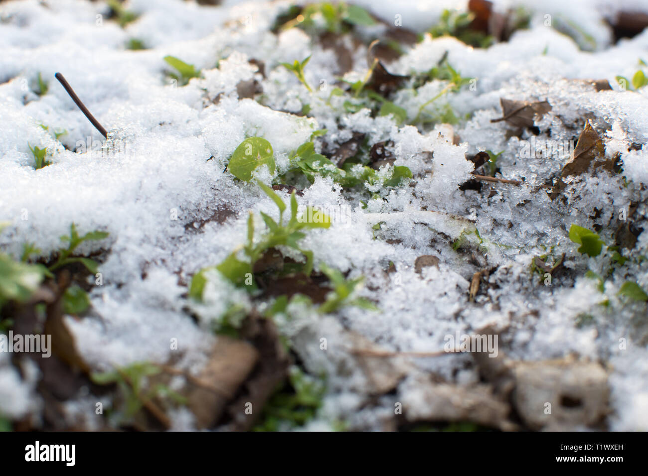 Tiny, green laves poking up through snow Stock Photo - Alamy