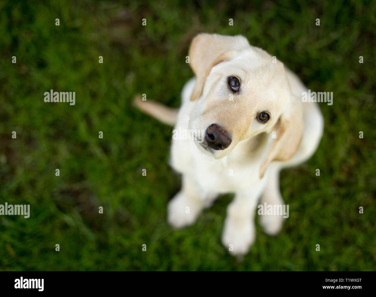 Young labrador retriever puppy outside in yard looking up Stock Photo ...